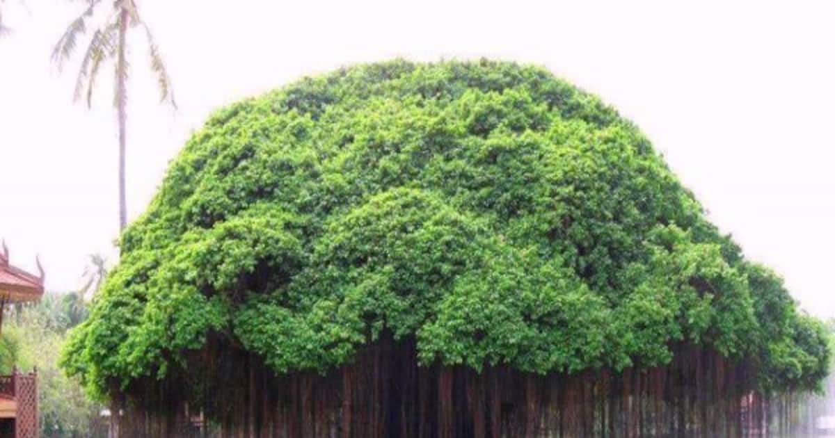 ஆலமரம் எப்போதும் சிறப்பு வாய்ந்ததாக இருக்க இதுதான் காரணம்...