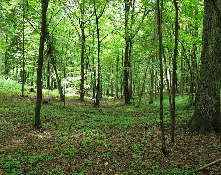 How Maharashtra is using technology to increase forest cover