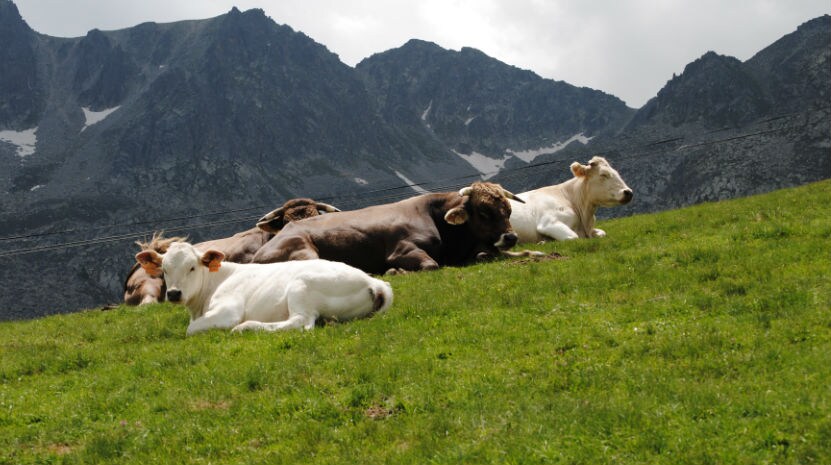 ജീവിതത്തിലേക്ക് ഒരു ഹെലികോപ്റ്റര്‍