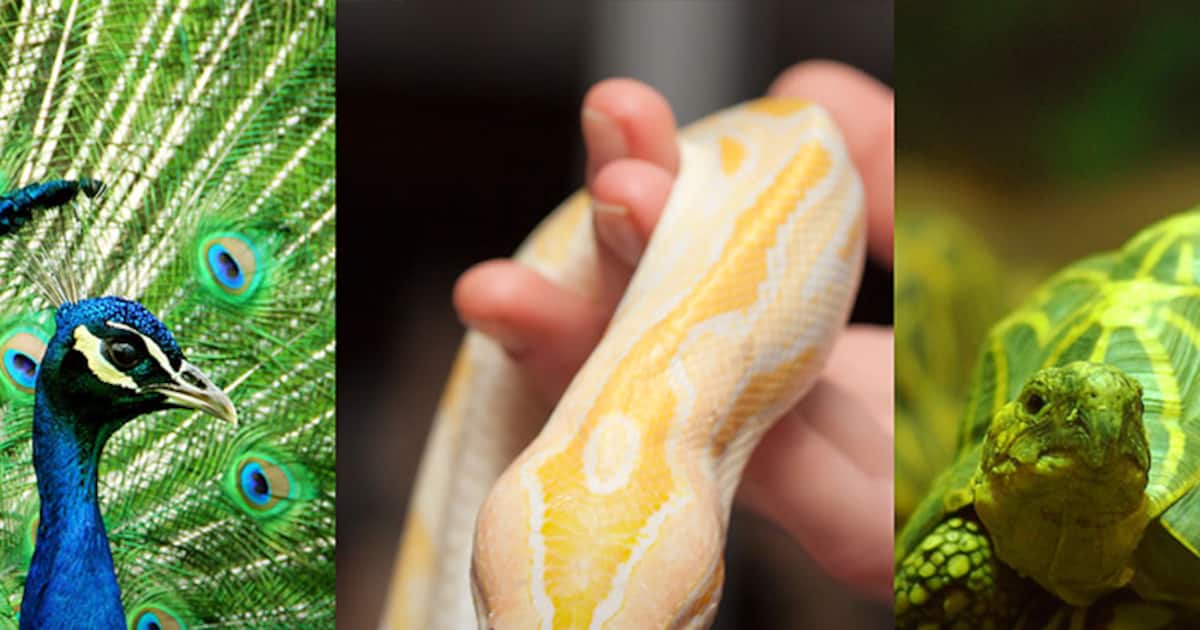 Peacocks, snakes are caged as exotic pets in Kochi