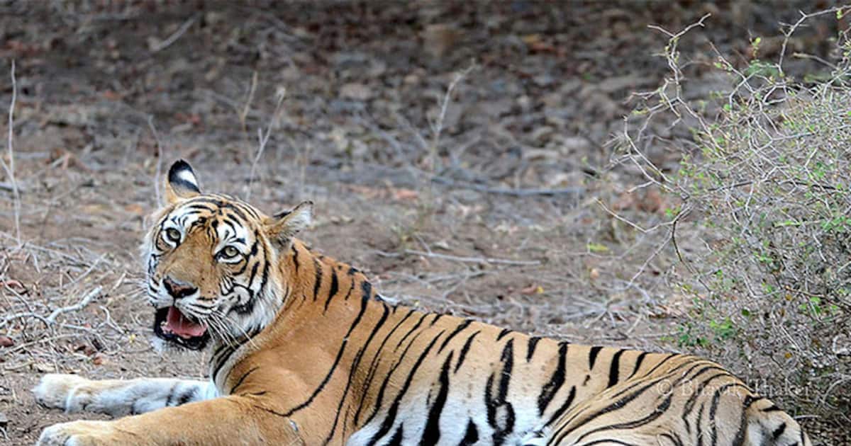 India’s legendary tigress from Ranthambore, Machli dies at 20