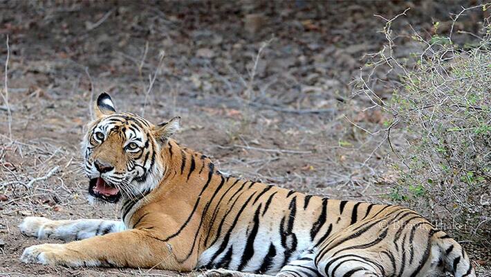 India’s legendary tigress from Ranthambore, Machli dies at 20