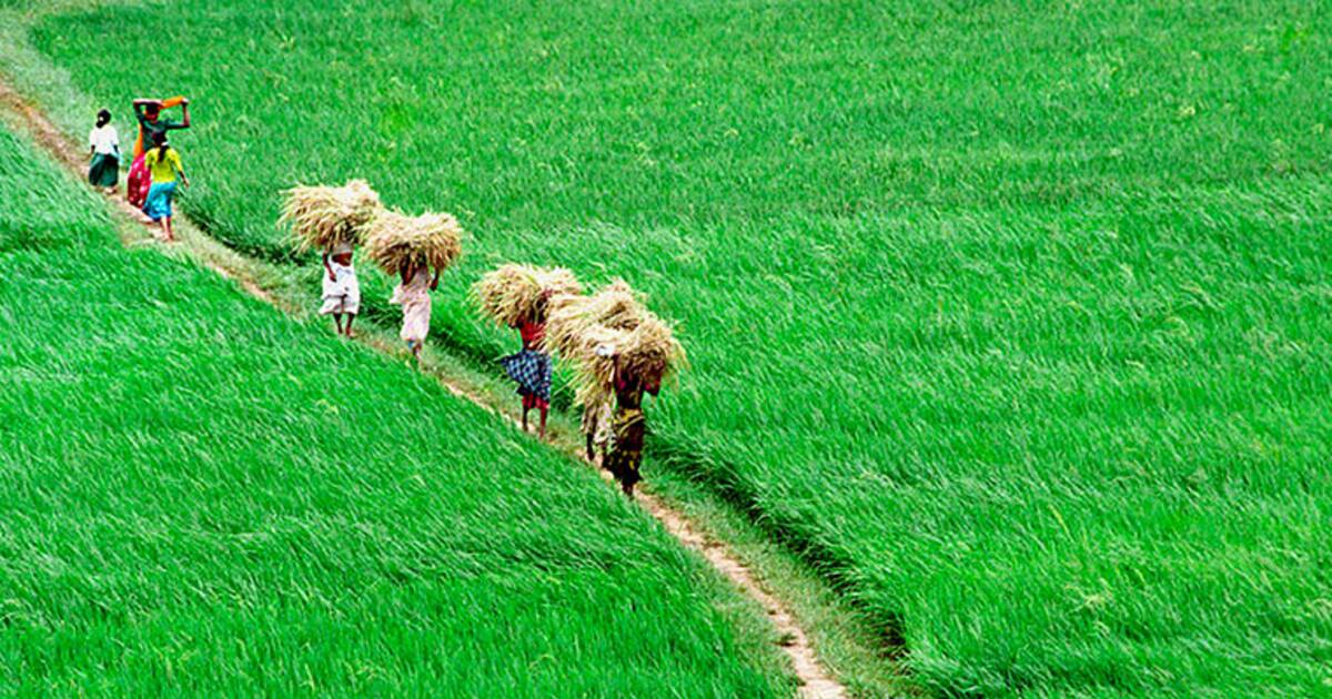 Andhra farmers go on crop holiday against CM Naidu