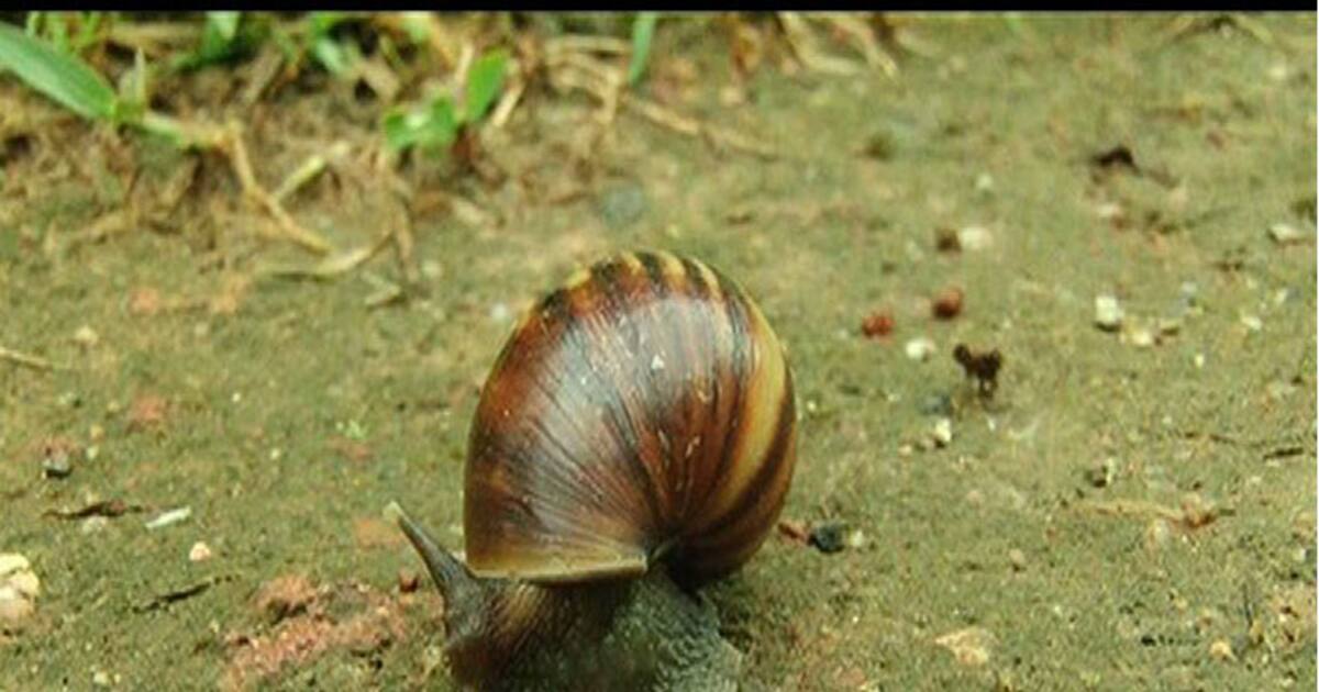 To eat or not to eat: Giant African Snail prompts slimy debate in Kerala