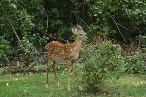 10 ridiculous facts about Telangana