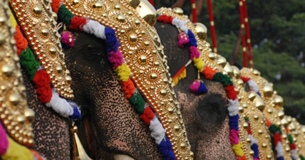 The majestic elephants of Thrissur Pooram