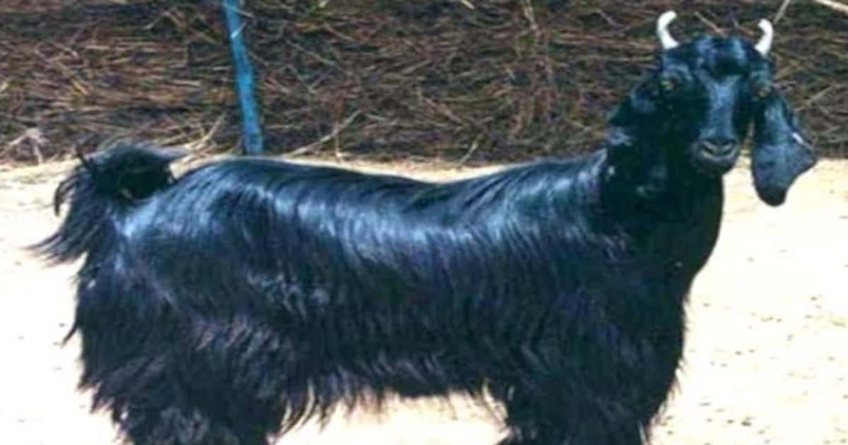 முரட்டு ரோமம் கொண்ட மார்வாரி ஆடு இனத்தின் பயன்பாடு தெரியுமா?