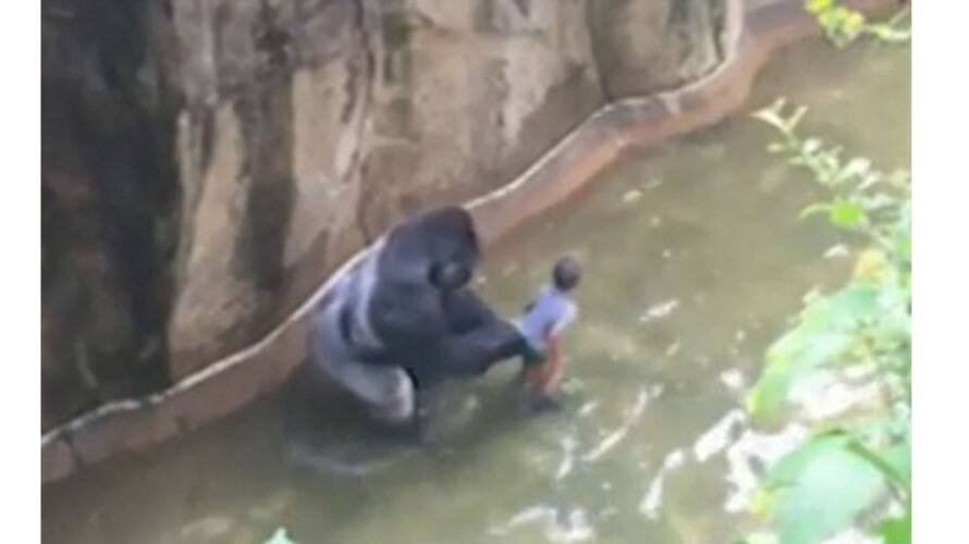 Harambe continues to haunt Cincinnati Zoo, thanks to Twitter!