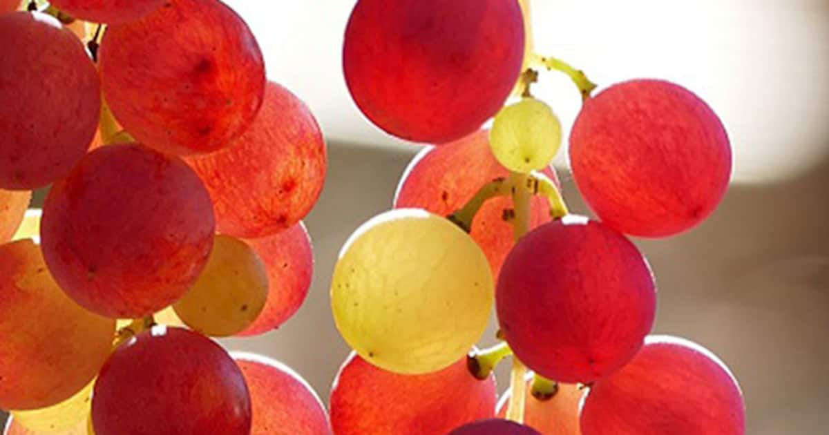 No ice cubes, use this