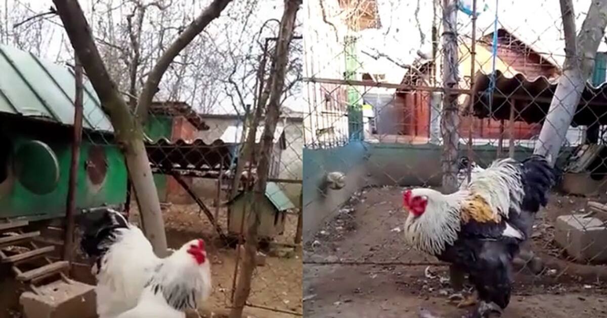 Watch: This supersized chicken will stun and terrify you