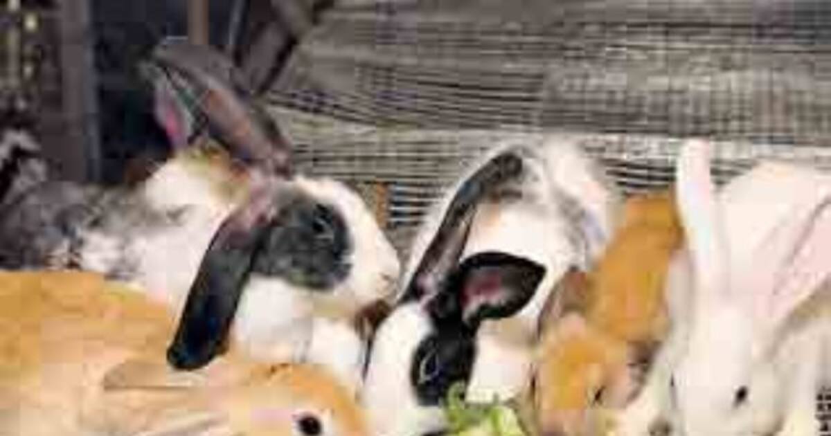 முயல் வளர்ப்பு தொழில் செய்ய இவைதான் ஏற்ற இனங்கள்…