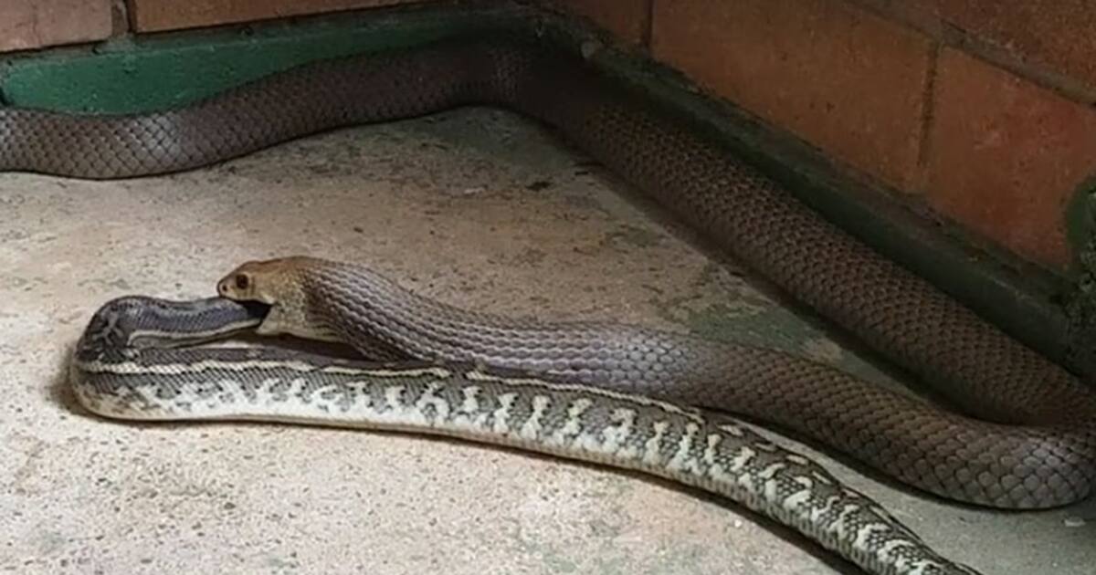 Creepy: Brown Snake devours a Python