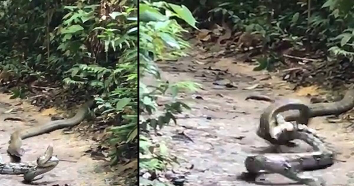 King Cobra attacks Python, watch what happens next