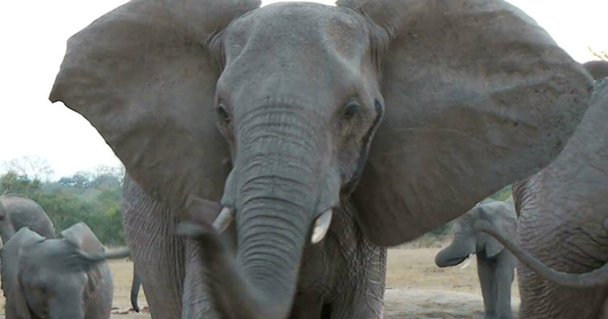 These weird animal traits will blow your mind