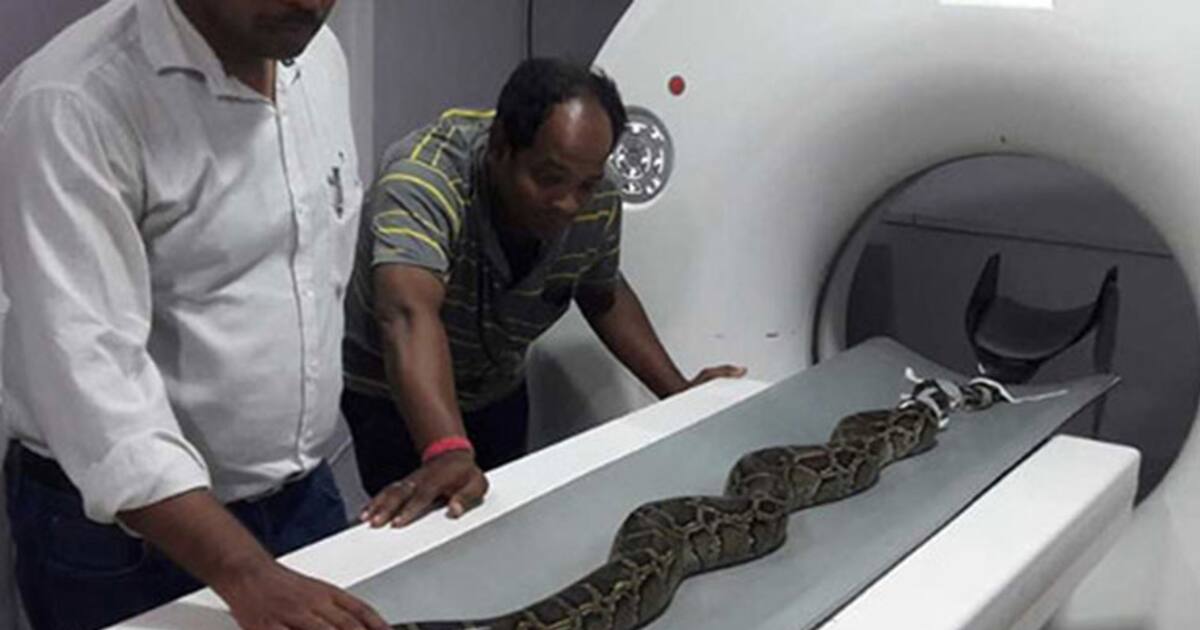 In a first of its kind, 8-foot-long injured snake gets a CT scan