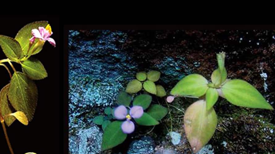 Critically endangered plant discovered from the Western Ghats