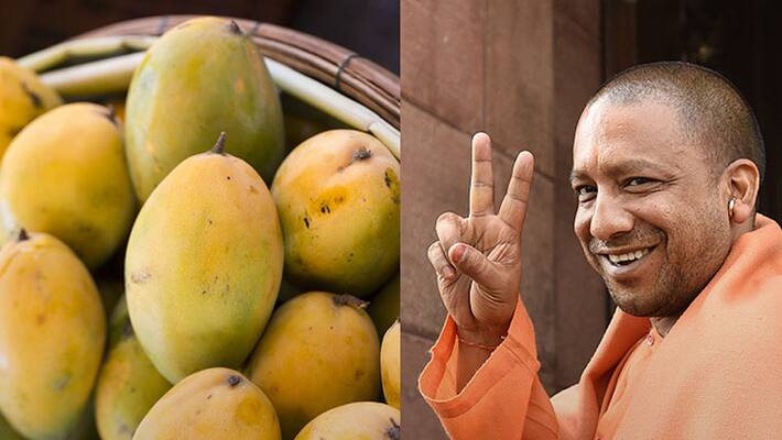 After, 'Modi' Mango, here comes the 'Yogi' Mango!