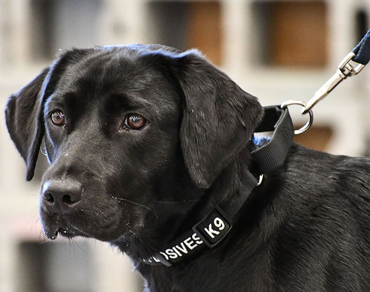 Sniffer dogs exhausted by prolonged duty during election season: SPG ...